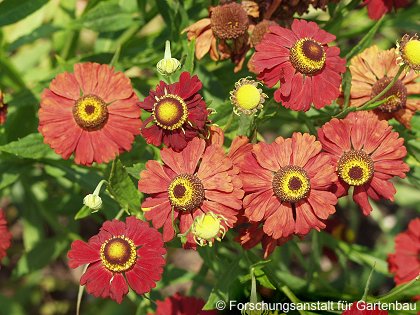 Beschreibung Sortimentssichtung - Arbeitskreis Staudensichtung