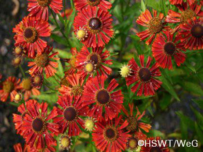 Beschreibung Sortimentssichtung - Arbeitskreis Staudensichtung