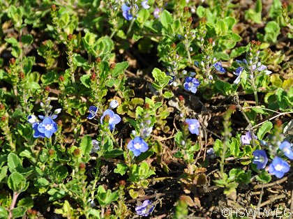 Beschreibung Sortimentssichtung - Arbeitskreis Staudensichtung